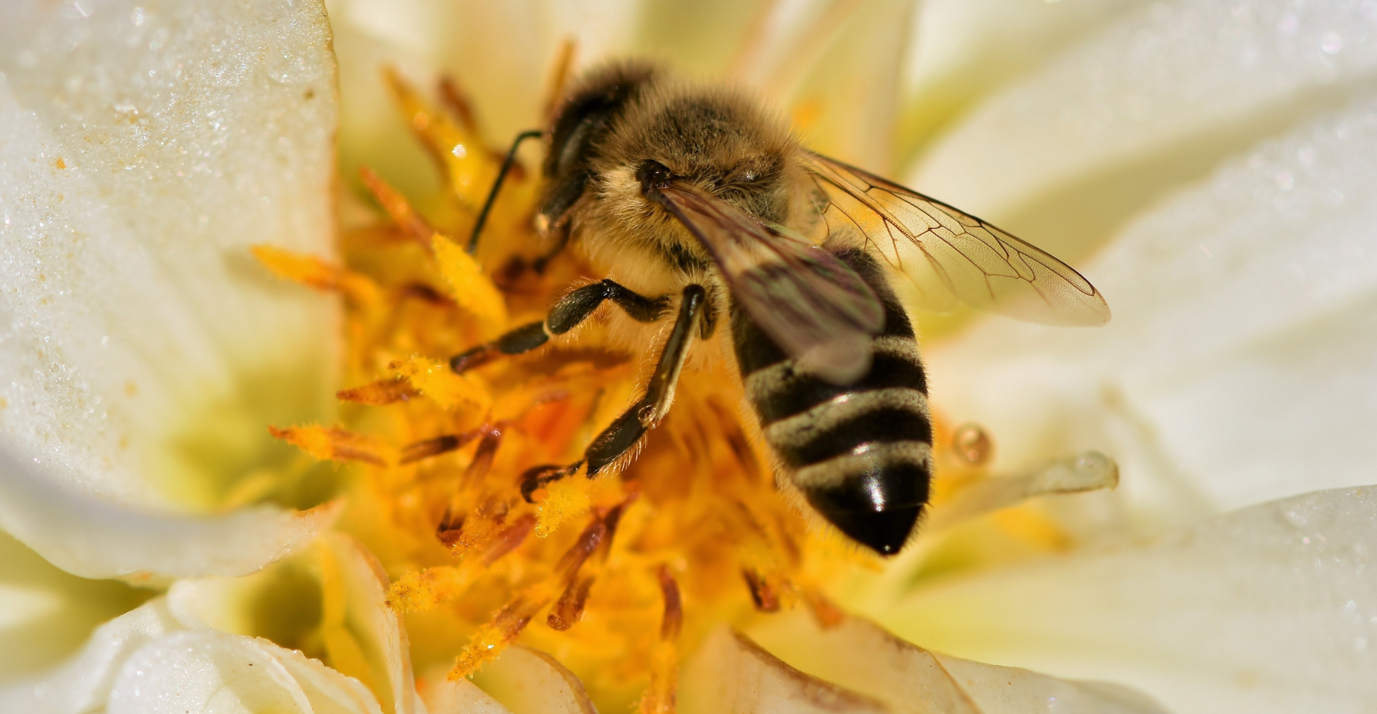 Natuurbescherming binnen de omgevingswet NbO (voorheen Wet ...