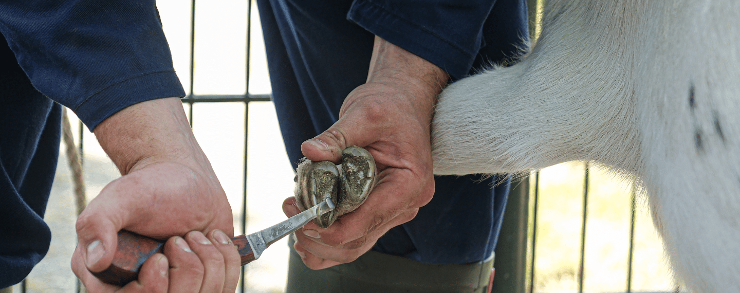 Klauwverzorging bij schapen en geiten – Aeres Training Centre